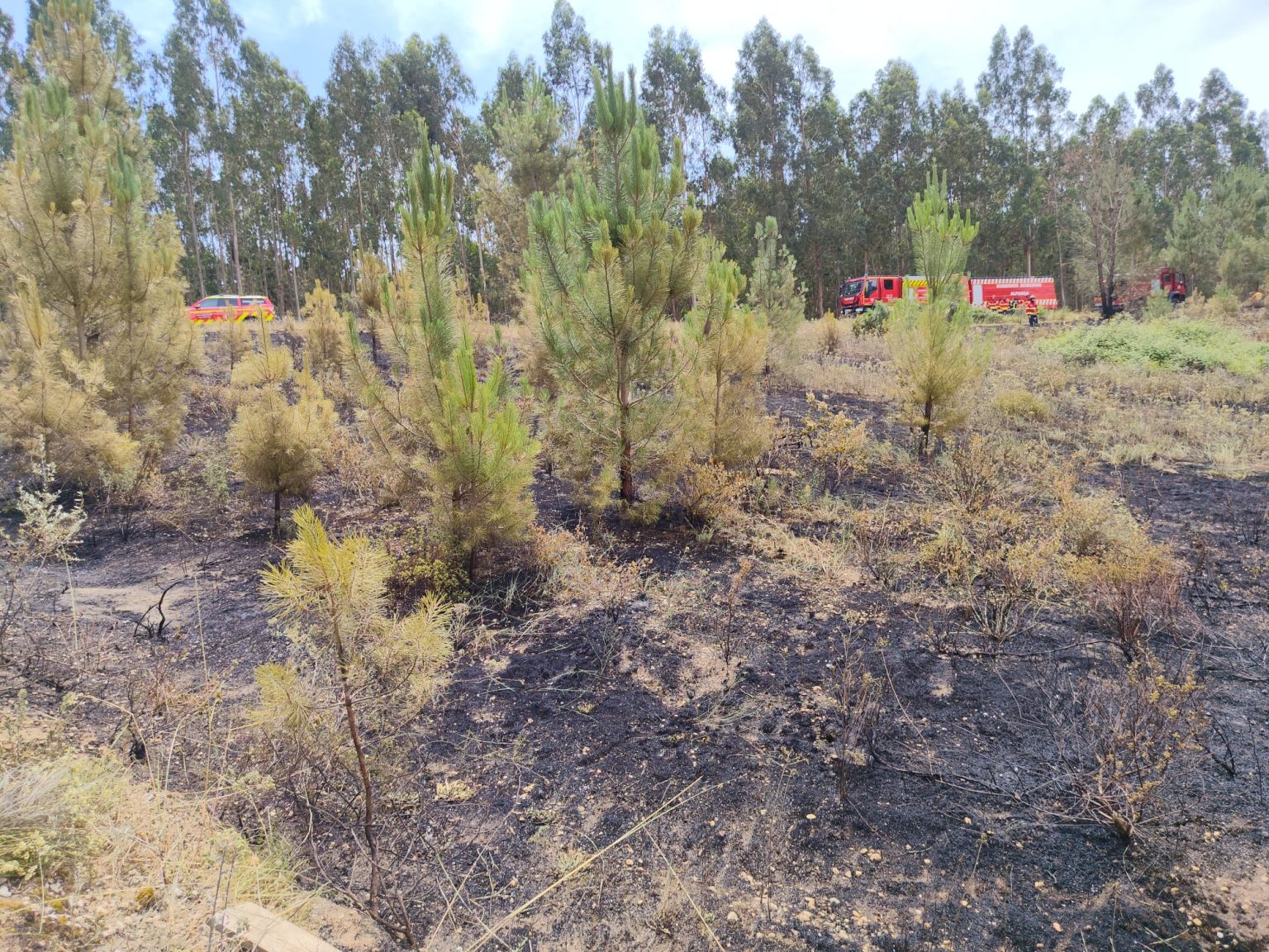 Incêndio na Raposa mobiliza dezenas de bombeiros e consome área de mato ...
